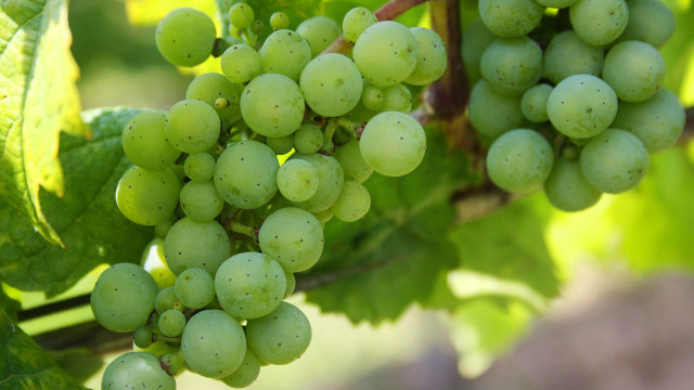 Verjus: Das kannst du mit dem Trendgetränk machen - Utopia.de