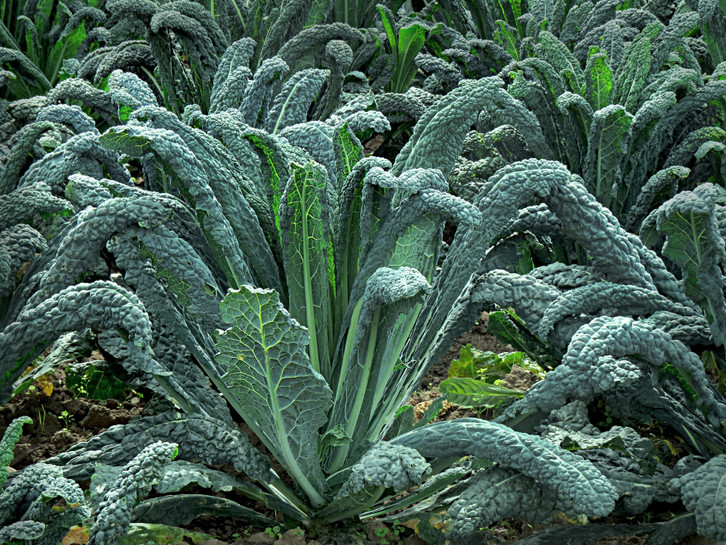 Palmkohl: So kannst du den gesunden Schwarzkohl auch in deinem Garten ...