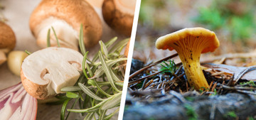 Champignons und Co.: Diese Pilze kannst du (nicht) roh essen