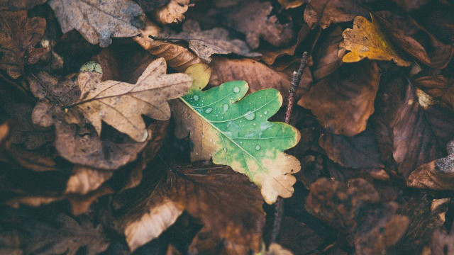 Eichenlaub: Das musst du beim Kompostieren und Entsorgen beachten ...