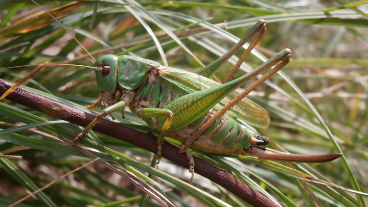 Konvergente Evolution: 5 überraschende Beispiele aus der Natur - Utopia.de