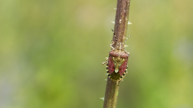 Baumwanzen: Wie du sie erkennst und bekämpfst - Utopia.de
