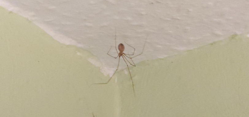 Zitterspinne im Haus: Darum solltest du sie willkommen heißen - Utopia.de