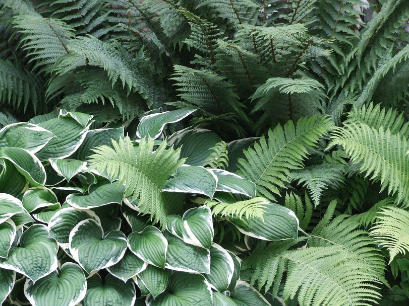 Hosta pflanzen: So gedeiht die Herbstblume in deinem Garten - Utopia.de