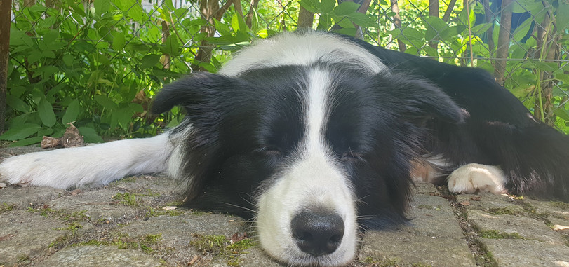 Hund & Hitze: 5 Dos und 5 Don'ts für Hunde im Sommer – Utopia.de