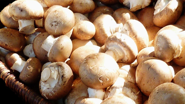 Champignons lagern: So bleiben sie länger frisch - Utopia.de