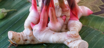 Galgantwurzel: Wirkung und Verwendung - Utopia.de