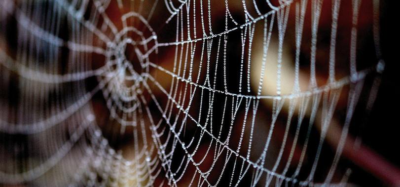 Lästige Spinnweben entfernen: So wirst du sie gründlich los - Utopia.de