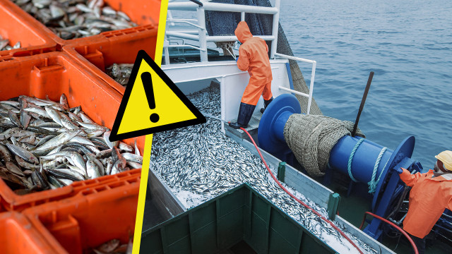 6 Gründe, warum Fisch nicht nachhaltig ist - Utopia.de