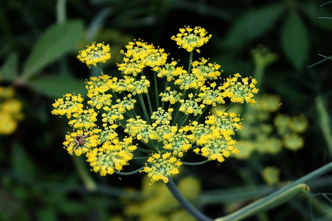 Fenchel zubereiten: Rezepte zum Braten, kochen oder roh essen - Utopia.de