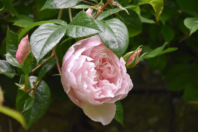 Blattläuse an Rosen: Mit diesen Hausmitteln entfernst du sie - Utopia.de