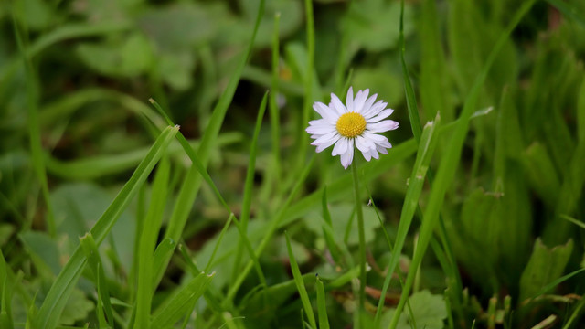 Gänseblümchen im Rasen? Das verrät die kleine Blüte wirklich über ...