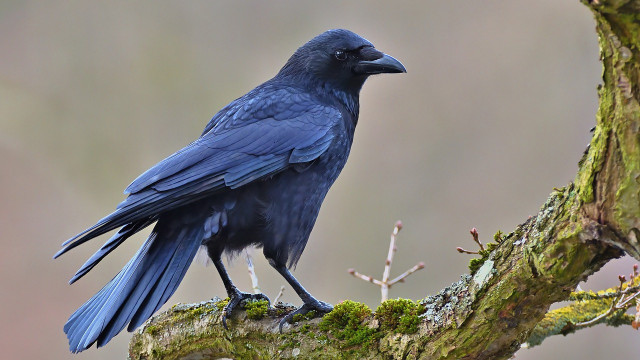 Krähe oder Rabe: Das ist der Unterschied - Utopia.de