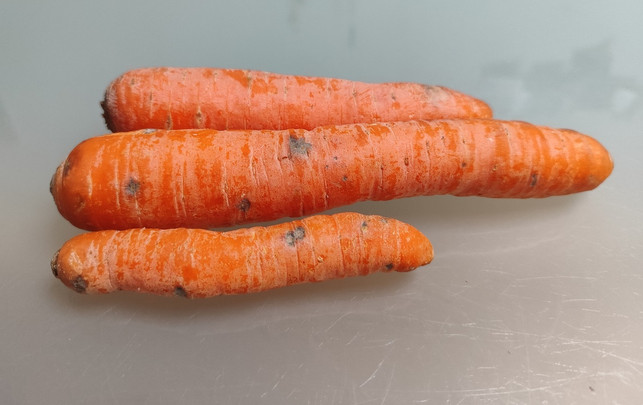 Karotten mit schwarzen Flecken: In den Müll oder noch essbar? - Utopia.de