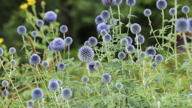 Kugeldistel: So pflanzt und pflegst du den Insektenliebling - Utopia.de