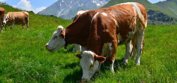 Milchsorten und ihre Unterschiede: Nach Herstellung, Fütterung und ...