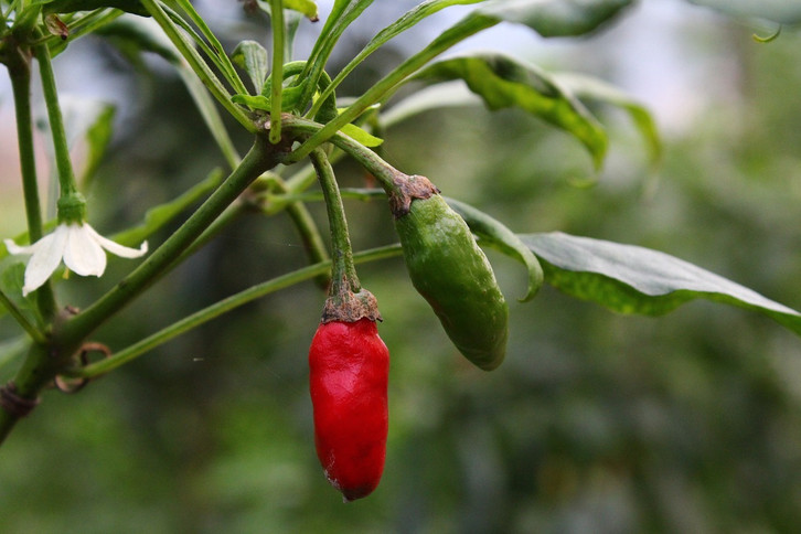 Chili vorziehen: Das musst du tun, bevor sie ins Freiland kann - Utopia.de