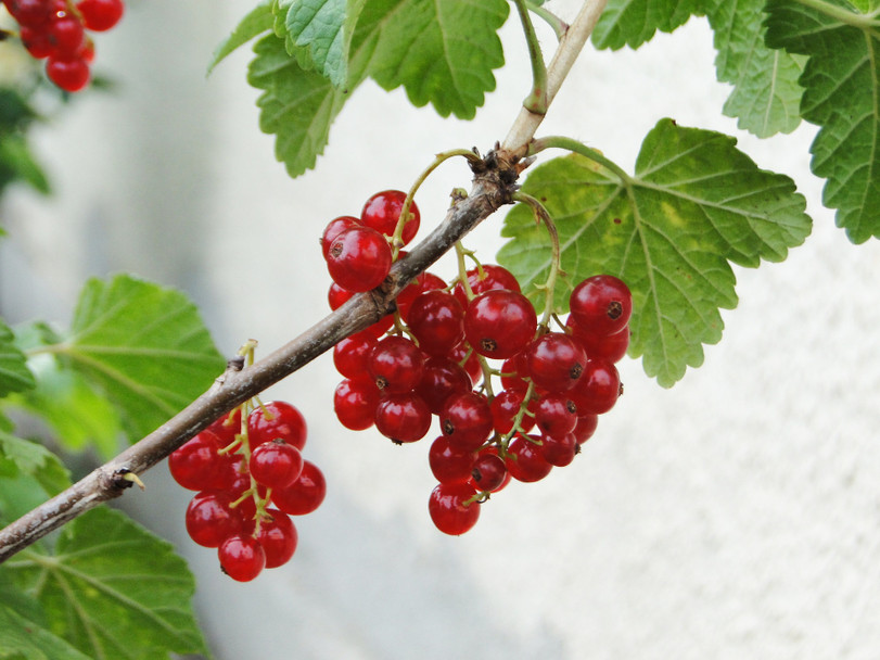 Proteinreiches Obst: Diese Früchte haben am meisten Eiweiß - Utopia.de