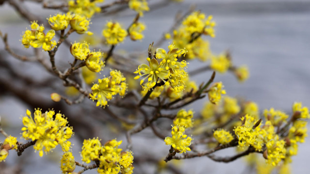 Winterblühende Sträucher: 7 bienenfreundliche Pflanzen |Utopia.de