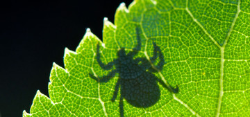 Dangerous tick bite: What to do if the tick bite turns red - Techzle
