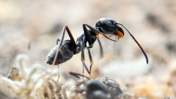 Coltan: Warum der Handy-Rohstoff so problematisch ist - Utopia.de