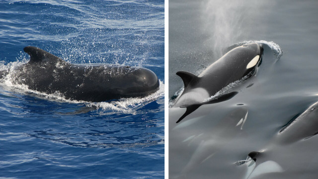 Orca mit Grindwal-Baby: So erklären sich Forschende die ungewöhnliche ...
