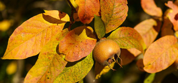 Mispel-Frucht: Was du über das vergessene Obst wissen solltest - Utopia.de
