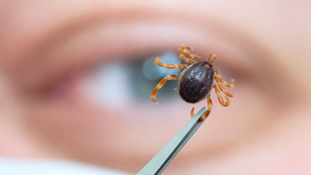 Giant tick Hyalomma marginatum: How dangerous is it? - Techzle