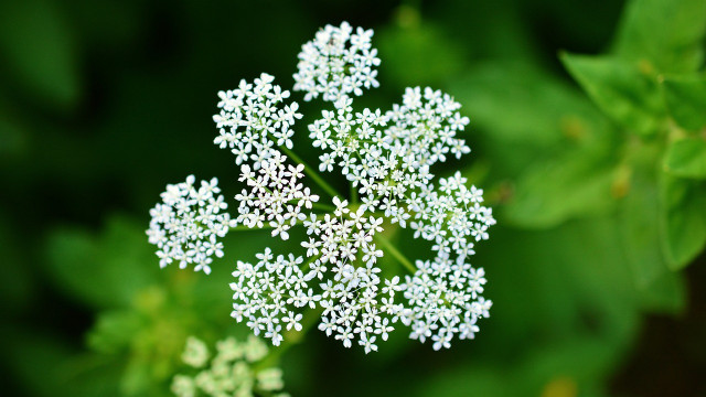 Is yarrow poisonous? You should know that - Techzle