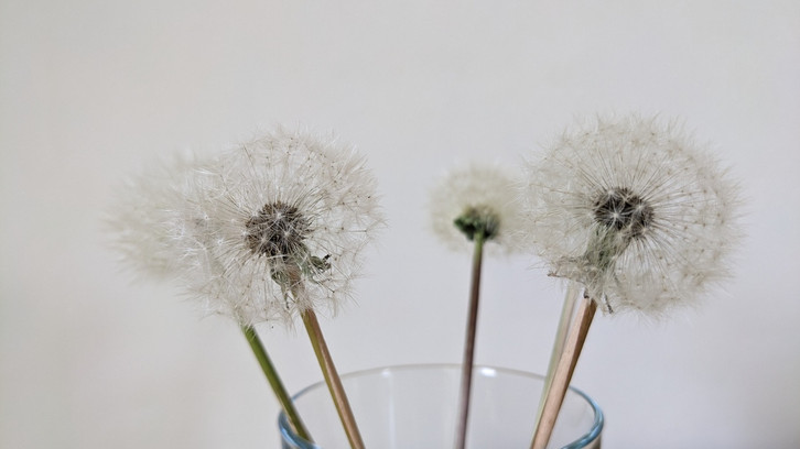 Pusteblume haltbar machen: So geht's - Utopia.de