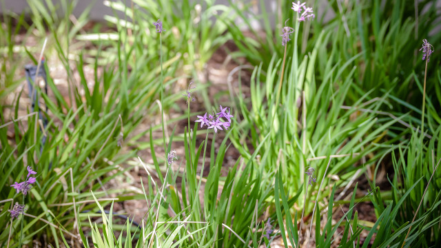 Knoblauchgras pflanzen und verwenden: So geht's - Utopia.de