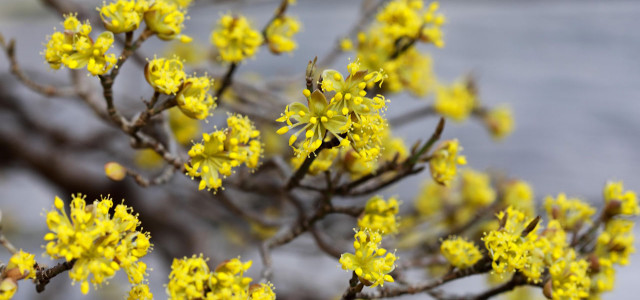 Winterblühende Sträucher: 7 bienenfreundliche Pflanzen |Utopia.de