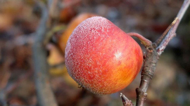 Regionale Äpfel im Winter? Welche Sorten Winteräpfel du kennen solltest ...
