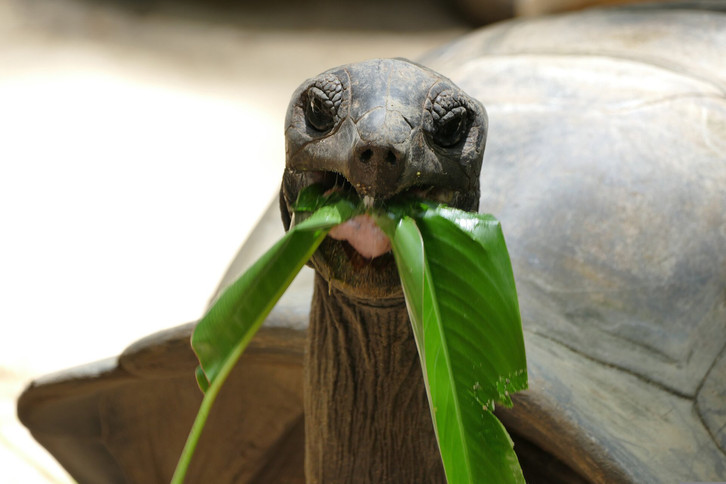 Good News: Die Riesenschildkröte von Galapagos ist zurück - Utopia.de