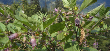 Tollkirsche: Merkmale und Erste Hilfe bei einer Vergiftung - Utopia.de