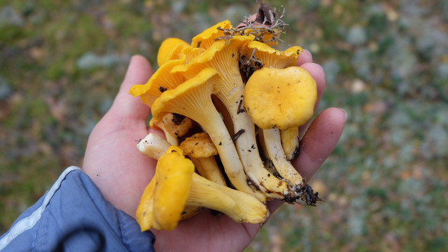 Pfifferlinge putzen: Die besten Tipps zum Säubern - Utopia.de