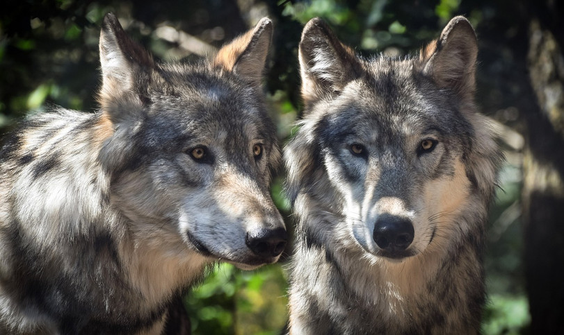 Monogame Tiere: Diese 5 Arten bleiben sich ein Leben lang treu - Utopia.de