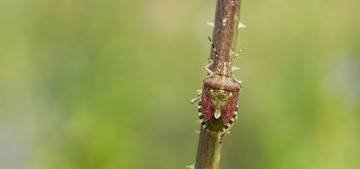 Baumwanzen: Wie du sie erkennst und bekämpfst - Utopia.de