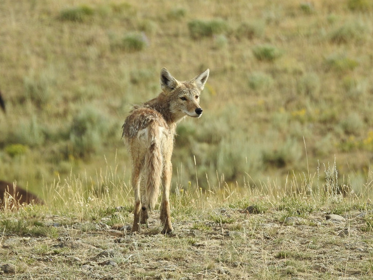 Monogame Tiere: Diese 5 Arten bleiben sich ein Leben lang treu - Utopia.de