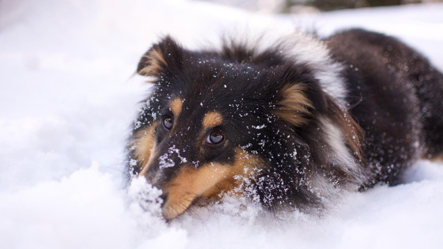 Schne Hund Erkltet Wann Zum Arzt Fotosnull