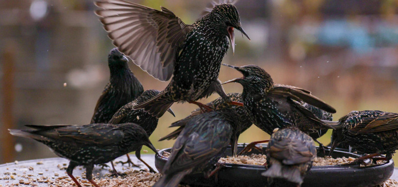 Vögel füttern: Was in Deutschland erlaubt ist – und was verboten ...
