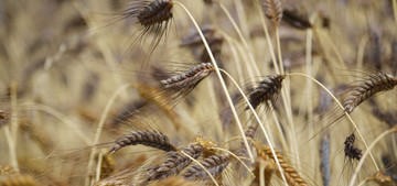 Emmermehl: Dafür kannst du es verwenden - Utopia.de