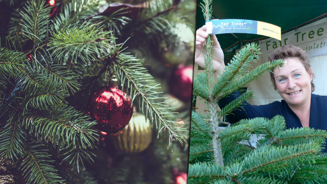 Fair Trees: Warum ein fairer Weihnachtsbaum so wichtig ist – Utopia.de
