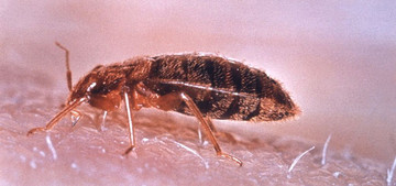 Bettwanzen bekämpfen: die besten natürlichen Hausmittel - Utopia.de