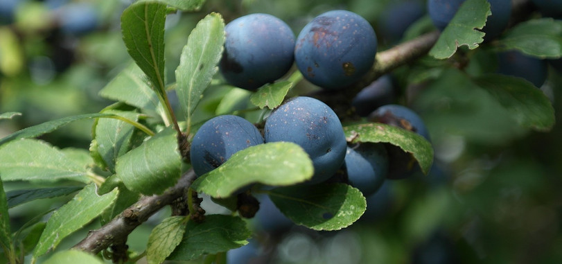 Beeren sammeln: Das bietet die Natur jetzt - Utopia.de
