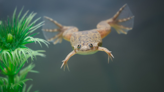 Krallenfrösche: Früher lebendiger Schwangerschaftstest, heute Öko ...