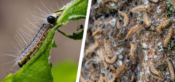 Eichenprozessionsspinner im Garten: So reagierst du richtig