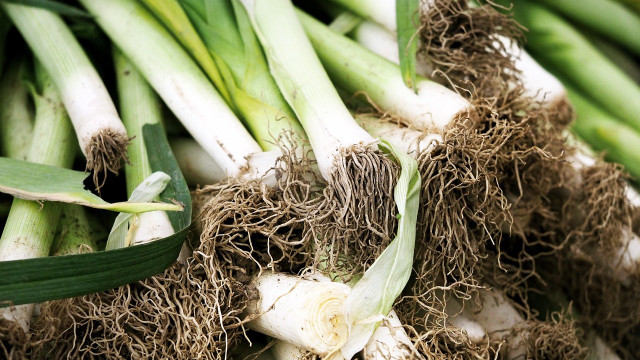 Porree vorziehen: Richtiger Zeitpunkt, Standort und Anzuchterde - Utopia.de