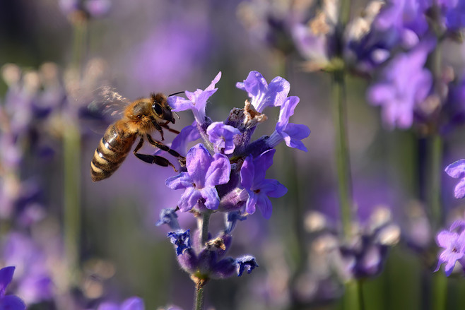Halt Lavendel Mucken Fern