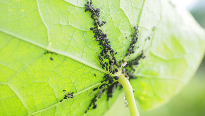 Knoblauchgras pflanzen und verwenden: So geht's - Utopia.de